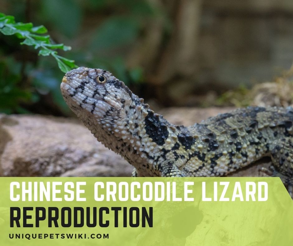 Chinese Crocodile Lizard Reproduction Guide For Beginners