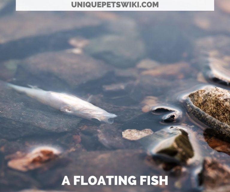 24 Freshwater Fish Normal Behaviors (Photos Included)
