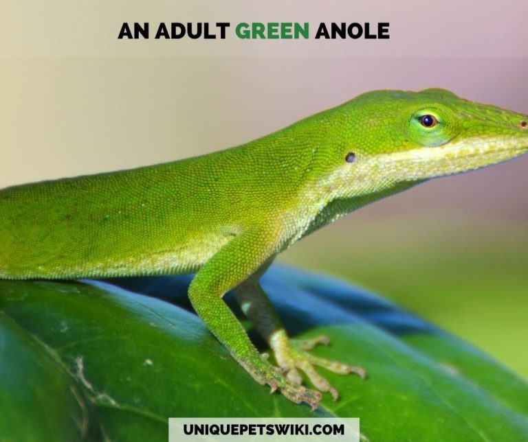 Green Anole Size: How Big Do Green Anoles Get?