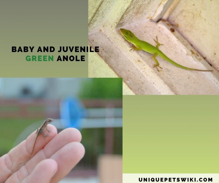Juvenile And Baby Green Anole Care Guide (With Suppliers)