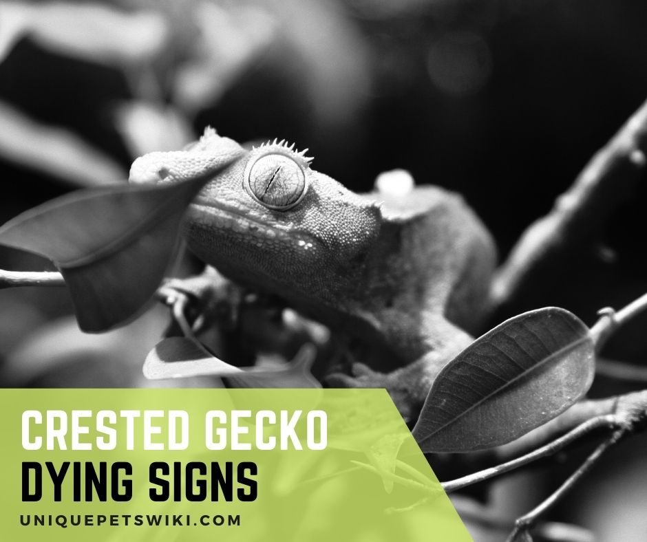 Crested Gecko Dying Signs – 08 Signs My Crested Gecko Is Dying