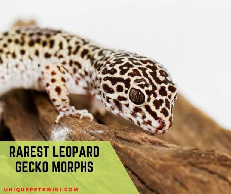 6 Rarest Leopard Gecko Morphs (With Pictures)