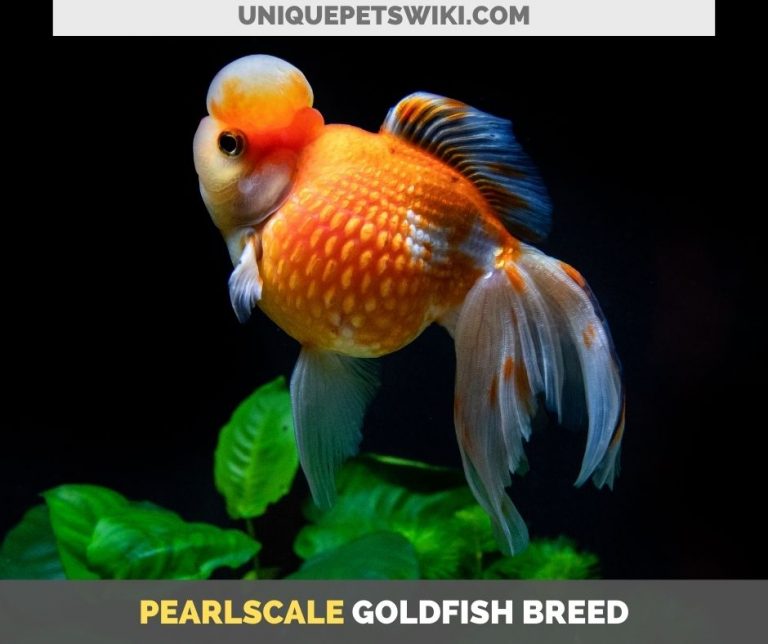 Top 10 Small Goldfish Breeds That You Can Keep As Pets