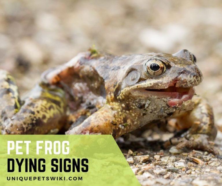 Signs Of A Dying Frog – 15 Symptoms My Pet Frog Is Dying