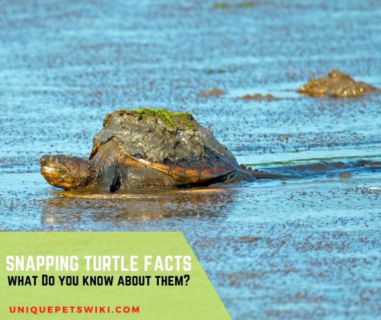 20 Snapping Turtle Facts You Din't Know (13 Can Use For Kids)