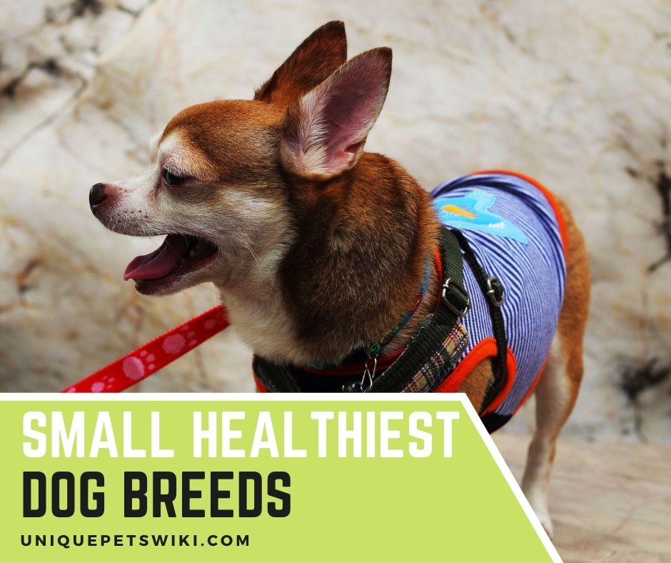 Top 10 Small Healthiest Dog Breeds For Pets