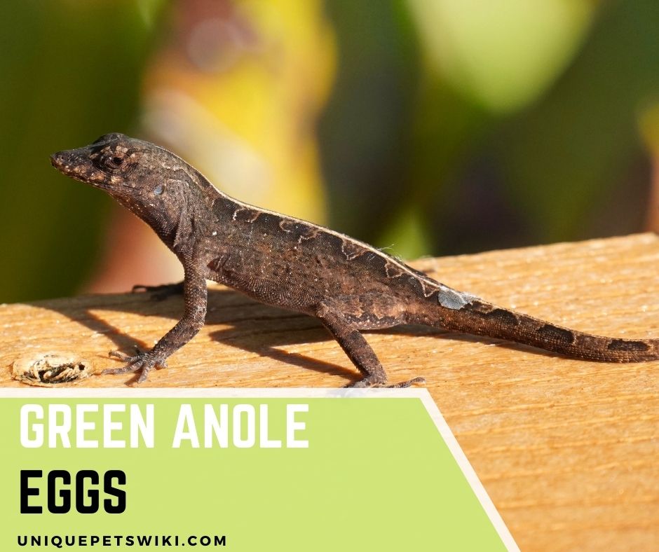 Take Care Of Green Anole Eggs In 5 Steps