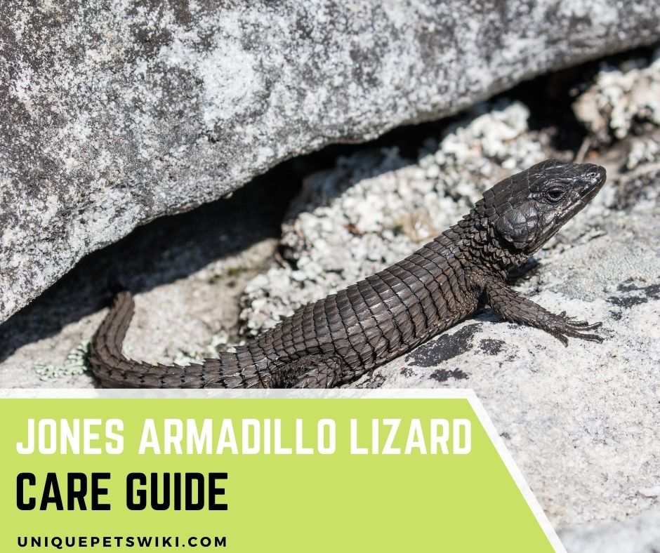 Jones Armadillo Lizard Care Guide: 7 Important Facts To Know