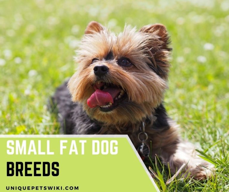 Top 6 Small Fat Dog Breeds For Pet